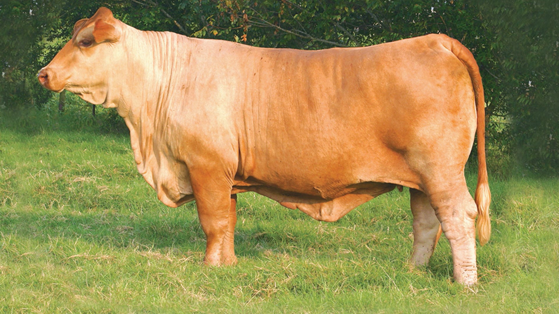 Miss Buff.mp4 on Vimeo