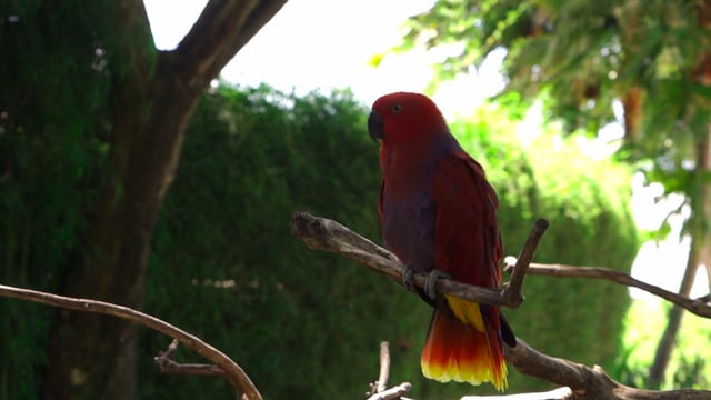 Bird Parrot Branch - Free video on Pixabay