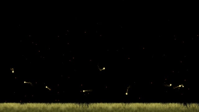 40+ Free Firefly & Fireflies Videos, HD & 4K Clips - Pixabay
