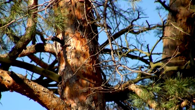 Tree Plants Pinewood Free Stock Video - Pixabay