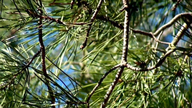 Trees Pinewood Pine Tree - Free video on Pixabay