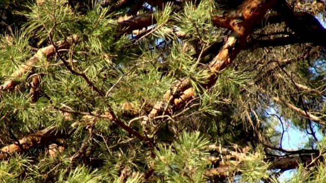 Trees, Pinewood, Pine Tree. Free Stock Video - Pixabay