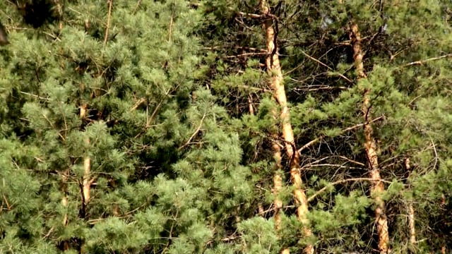 Trees Pinewood Pine Tree - Free video on Pixabay