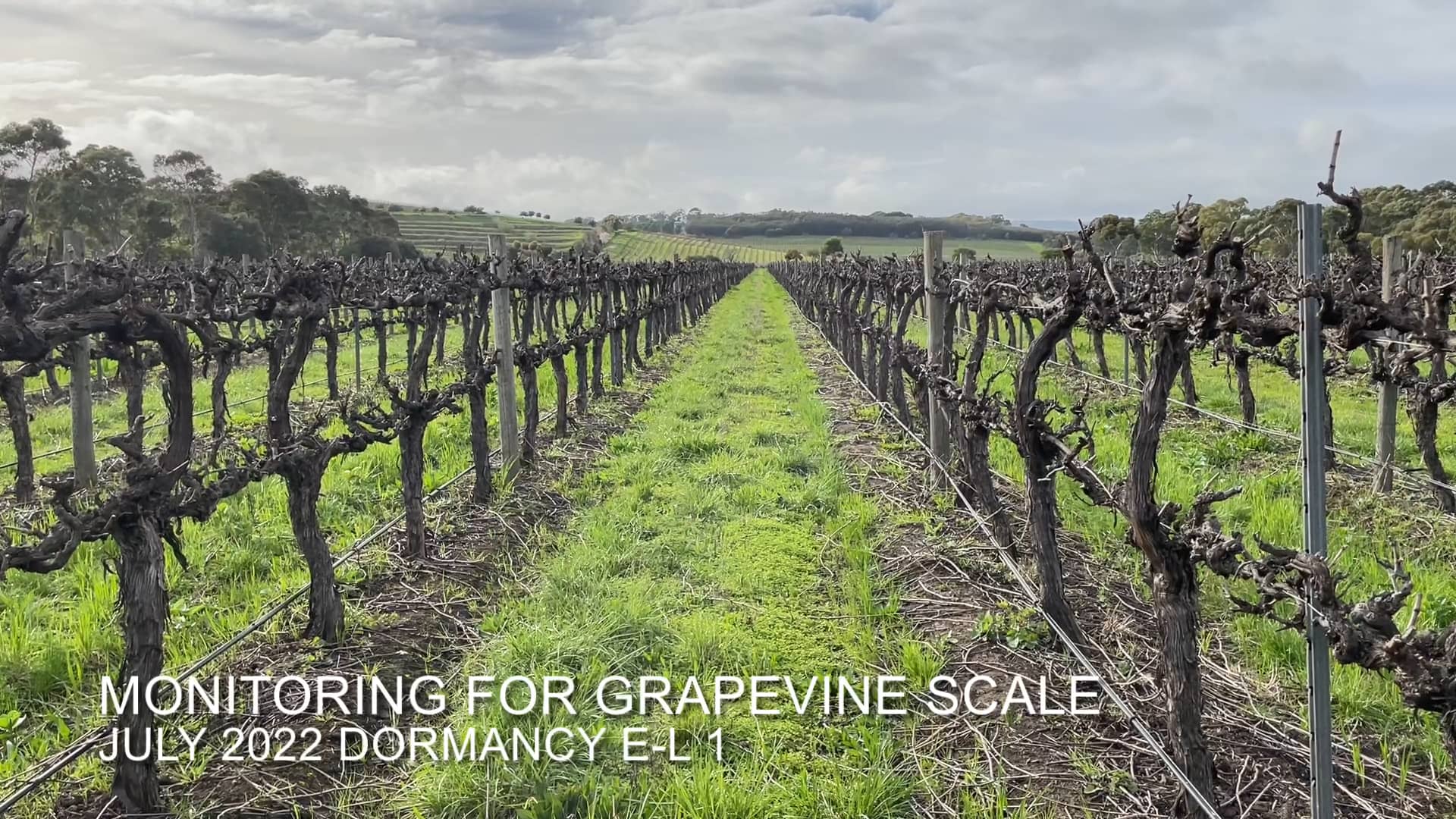 CropWatch McLaren Vale - tips for grapevine scale monitoring on Vimeo