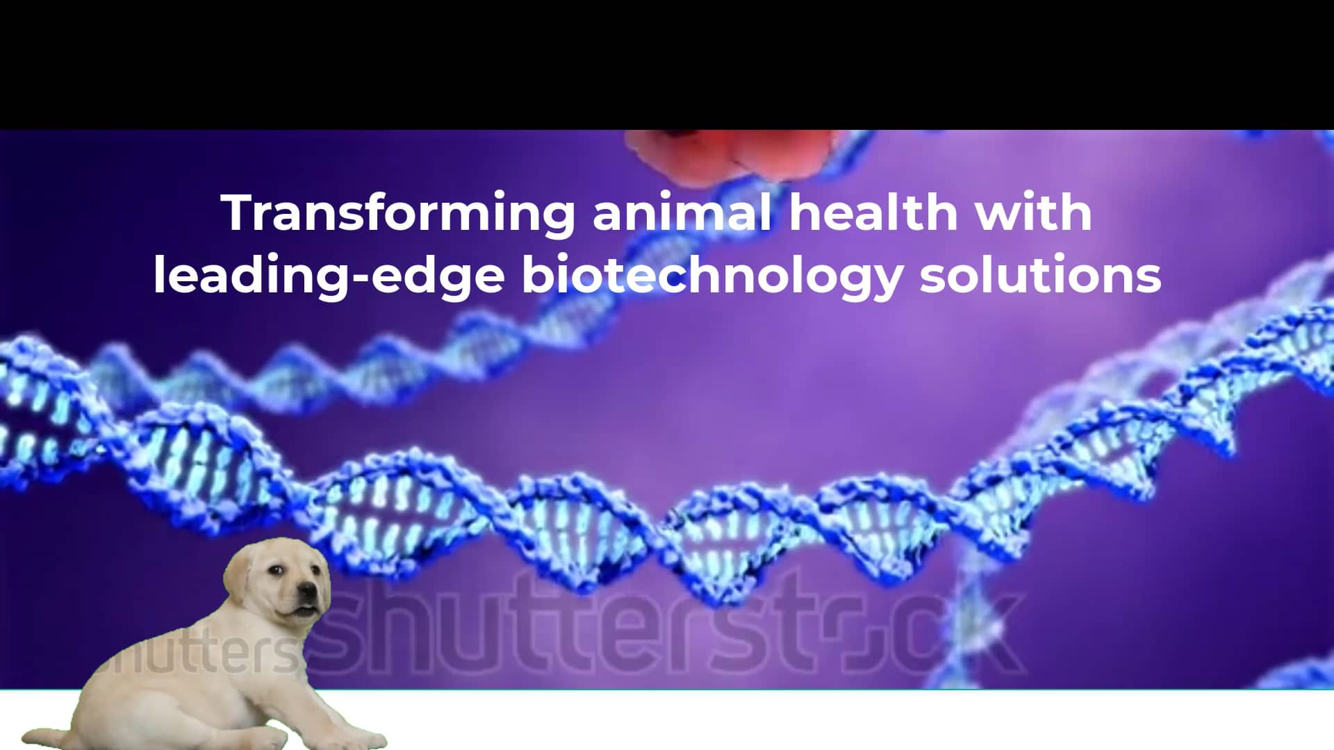 Edge dog crispr video on Vimeo