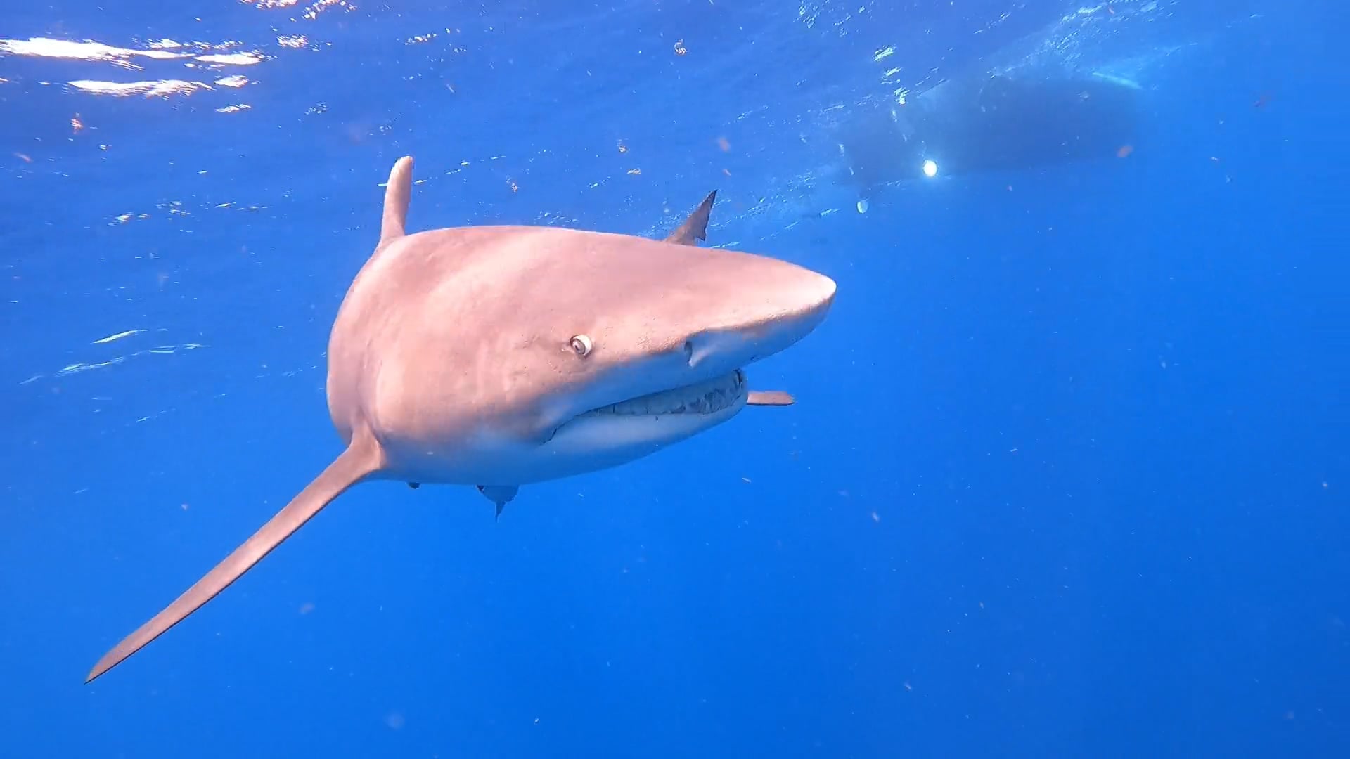 Lemon Shark In Orbit.mov on Vimeo