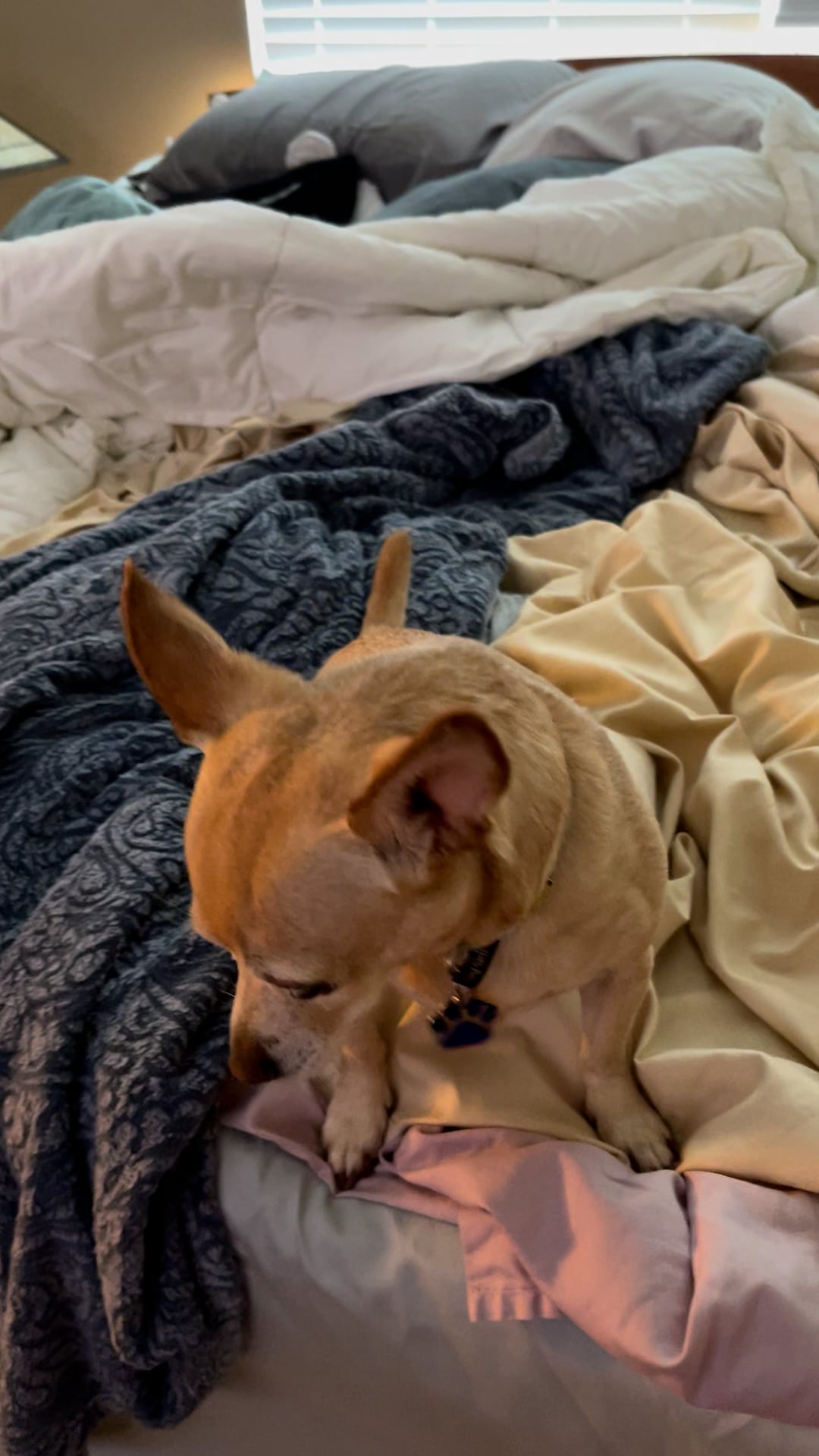 2 adorable dogs on Vimeo