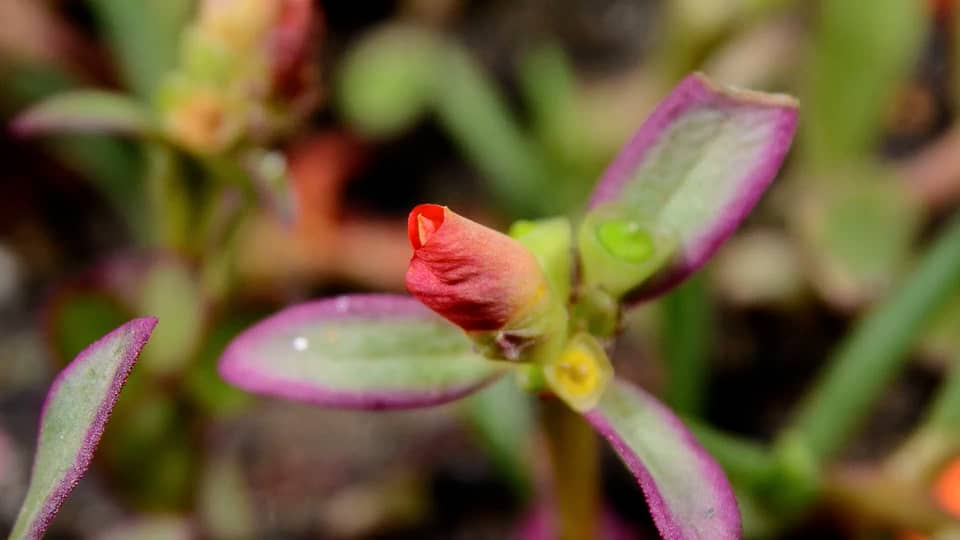 flower.webm on Vimeo