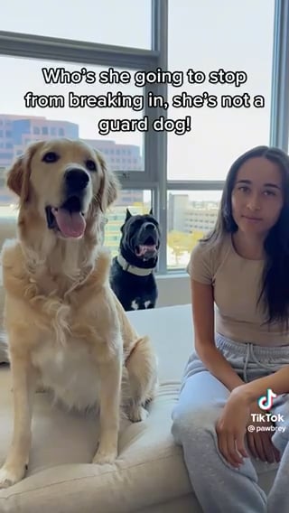dog on Vimeo