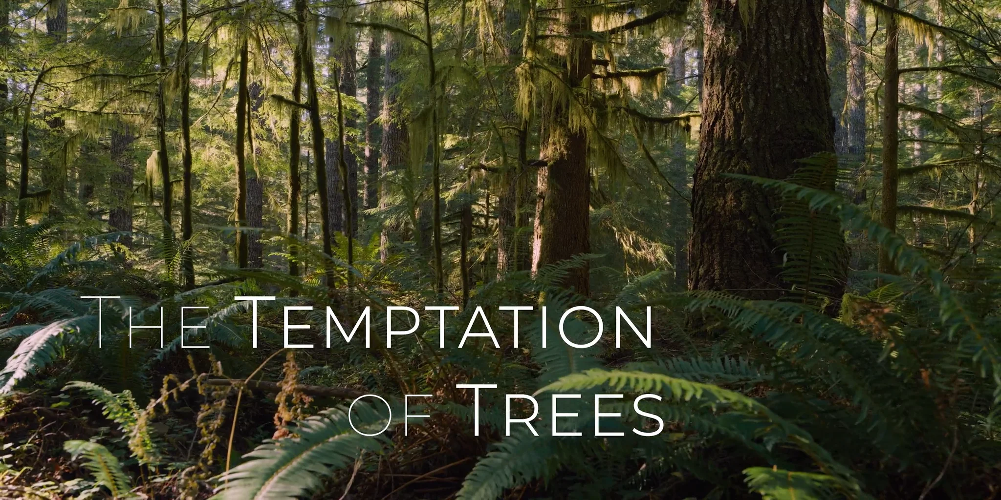 The Temptation of Trees Official Trailer on Vimeo
