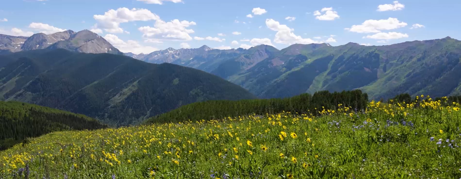 TLN summer banner_6mb.mp4 on Vimeo