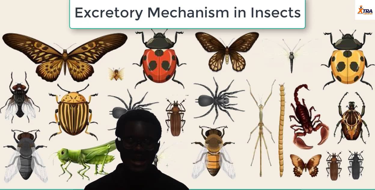 Lecture 8 Excretory Mechanism In Insects.mp4 on Vimeo