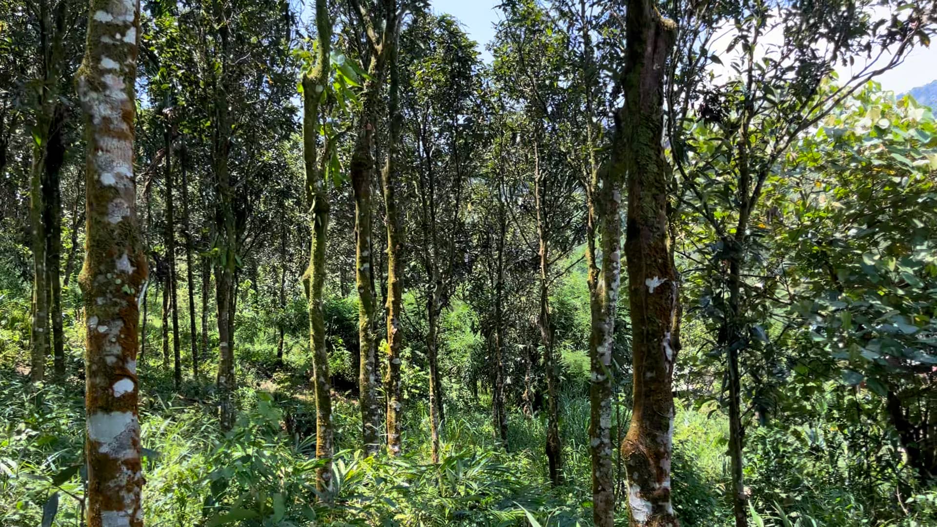 Vietnam - Cinnamon Field Walk on Vimeo