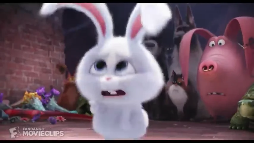 The_secret_life_of_pets, funny video clip on Vimeo