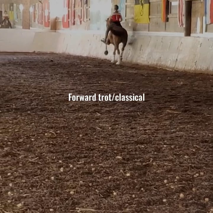 Trot forward/Classical on Vimeo