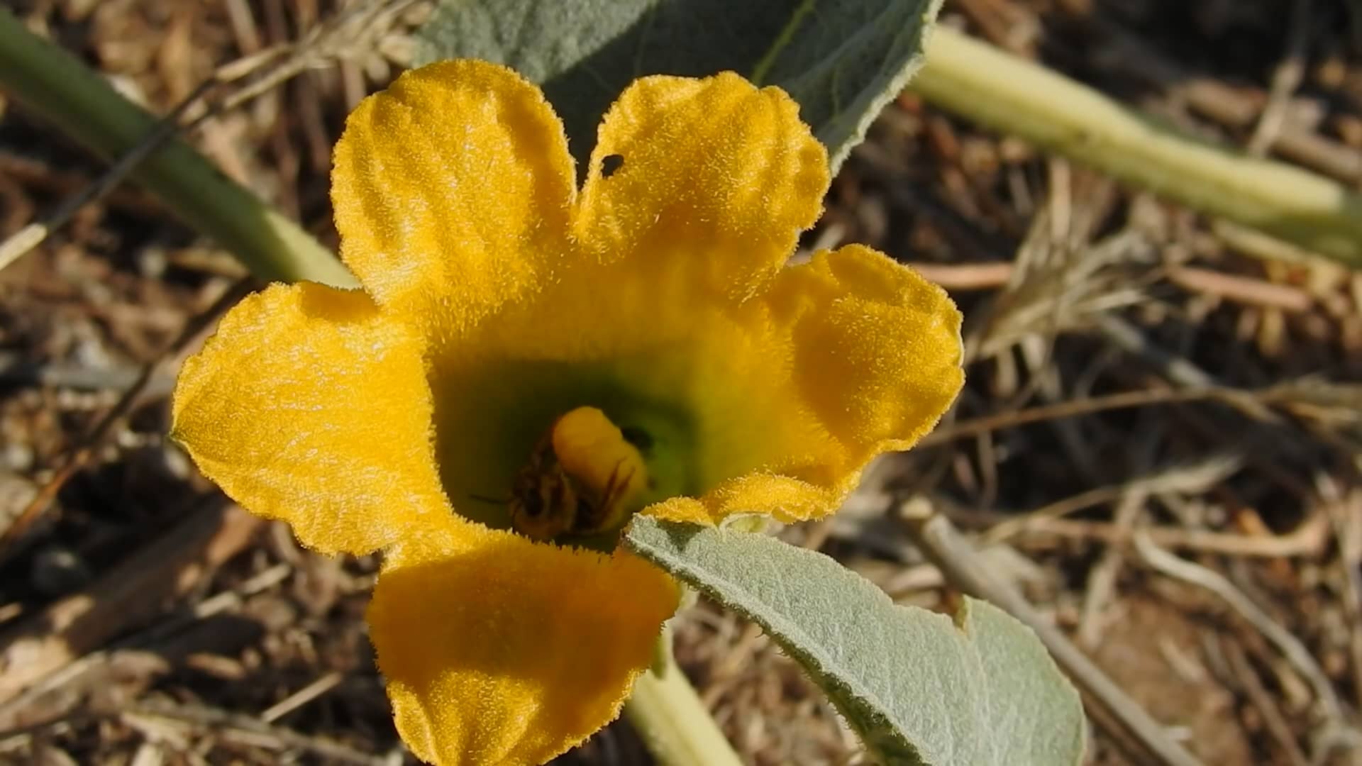 Squash Bee on Vimeo