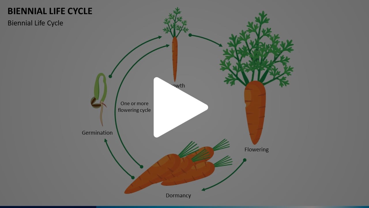 Biennial Life Cycle Animated Presentation - SketchBubble on Vimeo