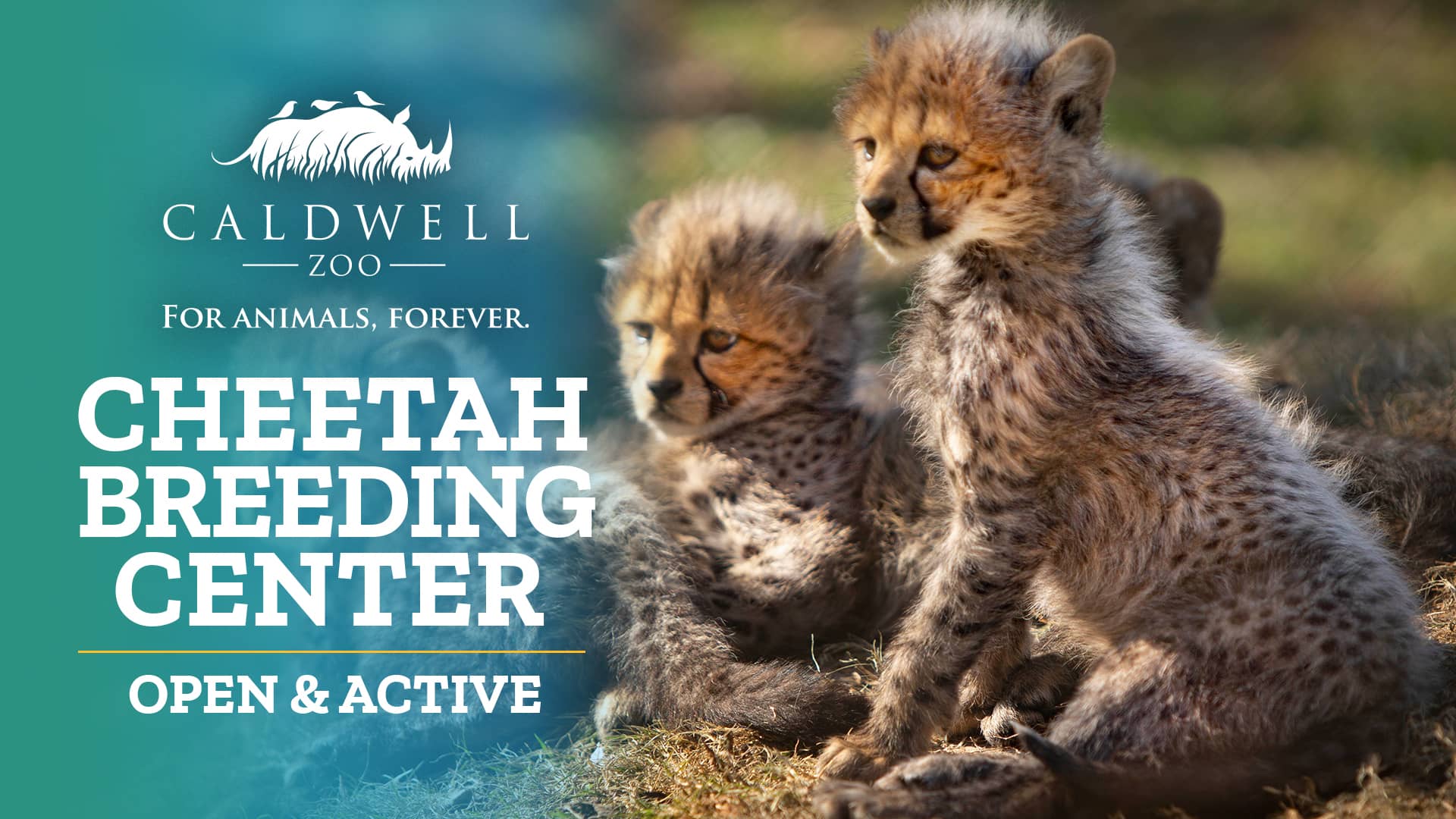 Exciting Cheetah Breeding Center New! on Vimeo