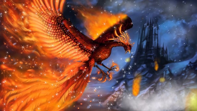 Bird Owl Phoenix - Free video on Pixabay