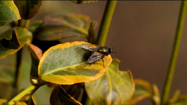 Más de 80 vídeos en HD y 4K gratis de Moscas y Naturaleza - Pixabay