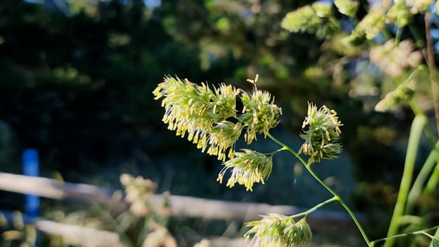 Pollen, Grass, Nature. Free Stock Video - Pixabay