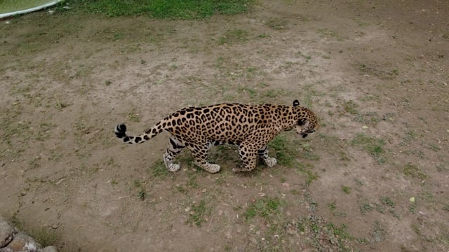 Leopard, Shiva, Cat. Free Stock Video - Pixabay