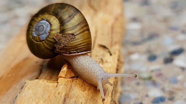 Caracol Bosque Diente De - Free video on Pixabay - Pixabay