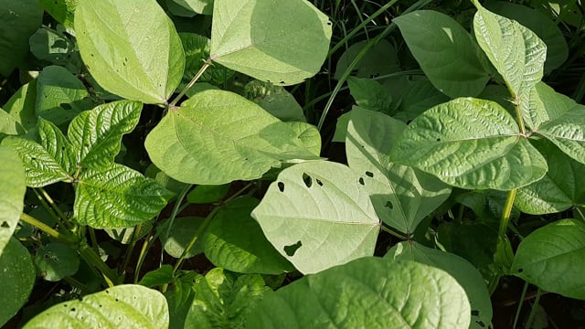 Crops, Bean, Beanplant. Free Stock Video - Pixabay