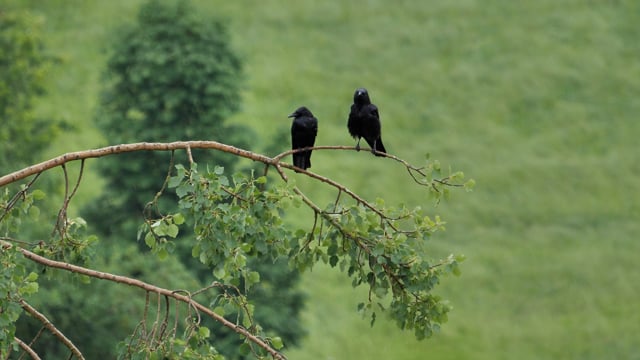 Ravens Crow Raven Couple Plumage - Free video on Pixabay