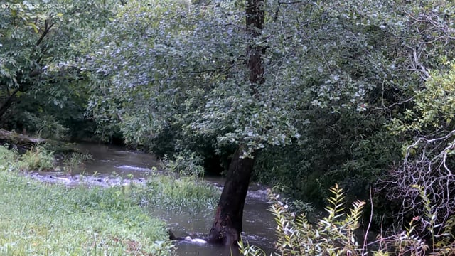 Tree, Stream, Green. Free Stock Video - Pixabay