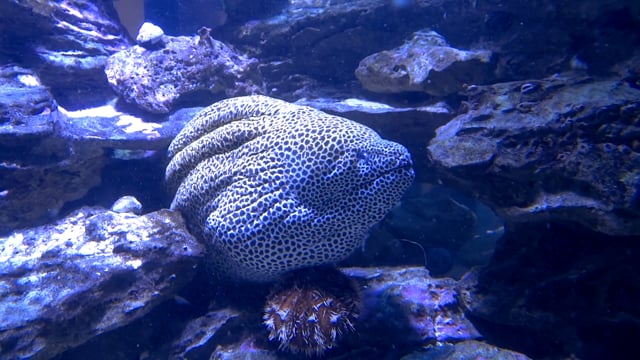 Anguila Morena Oceano Fauna - Free video on Pixabay - Pixabay