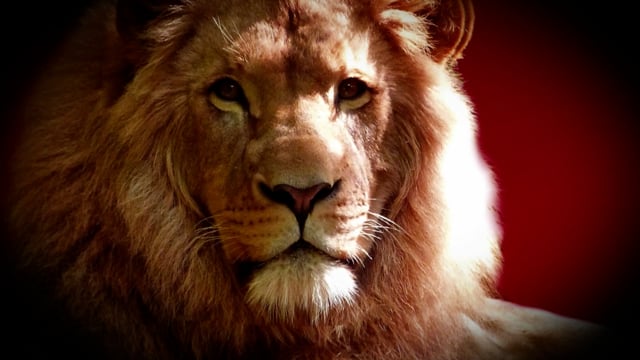 Lion Feline Talking - Free video on Pixabay