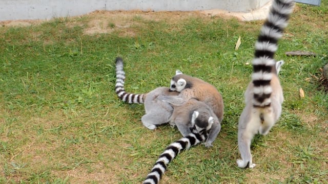 Lemurs Mammal Animals - Free video on Pixabay