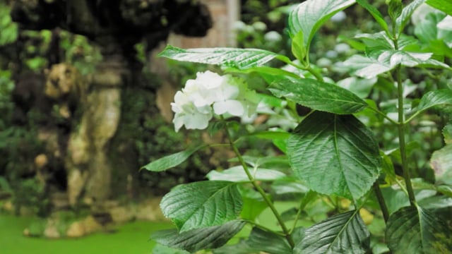 Cinematic Videos: Download 121+ Free 4K & HD Stock Footage Clips - Pixabay