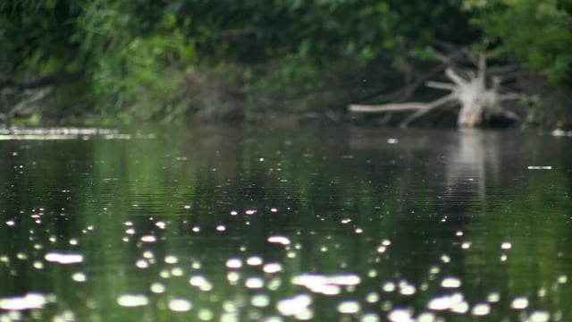Río Arañas Insectos - Free video on Pixabay - Pixabay