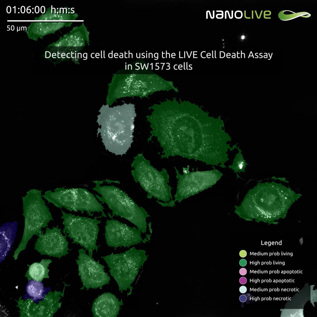 Detecting cell death using the LIVE Cell Death Assay in SW 1573 cells ...