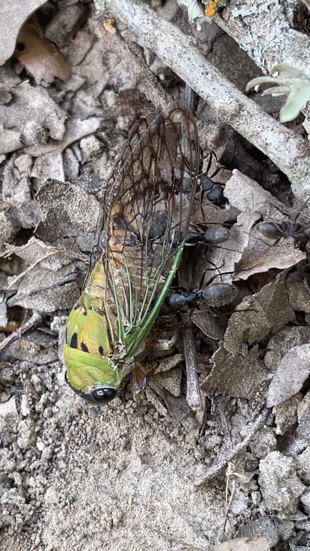 IMG_2202 SUPERB DOG-DAY CICADA (NEOTIBICEN SUPERBUS) Eastern Black ...