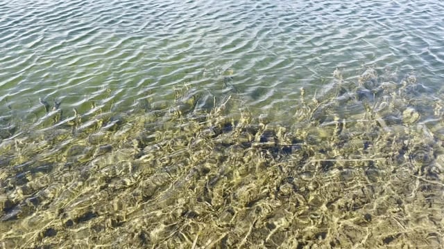 Lake Pond Ripples - Free video on Pixabay