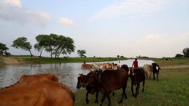 Village, Cow, River. Free Stock Video - Pixabay