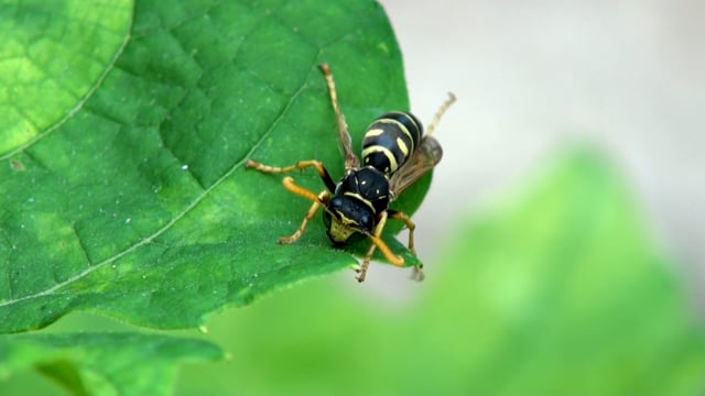 Avispa Insectos Ecología Medio - Free video on Pixabay - Pixabay