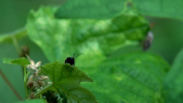 Besouro Inseto - Free video on Pixabay - Pixabay