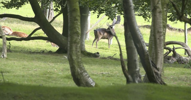 Rusa Pohon Hutan - Free video on Pixabay - Pixabay