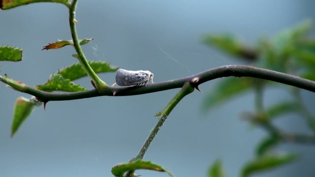 Plant Hopper Insect - Free video on Pixabay