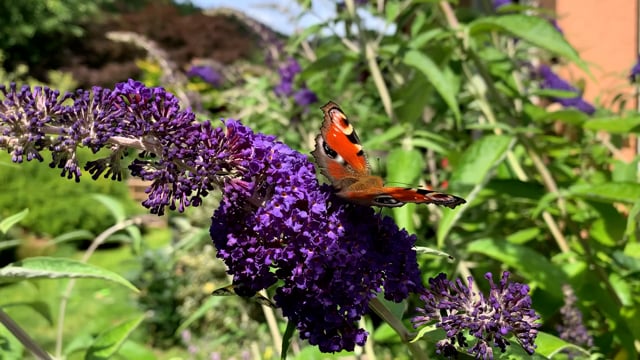 Butterfly, Pollen, Pollination. Free Stock Video - Pixabay