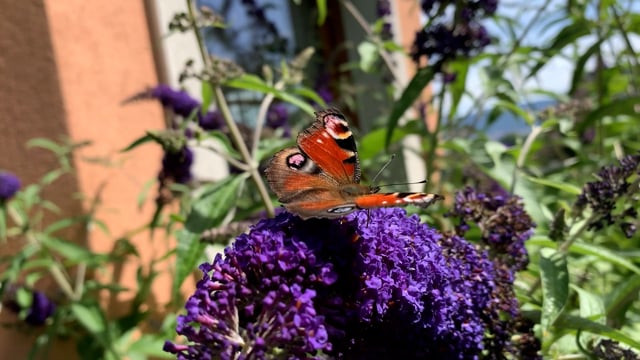 Butterfly Flower Wings - Free video on Pixabay