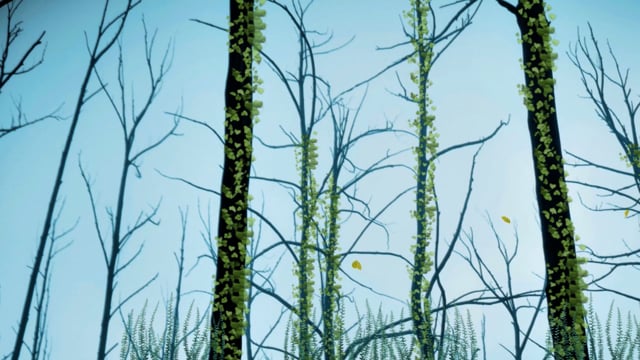 Forest Dead Trees - Free video on Pixabay