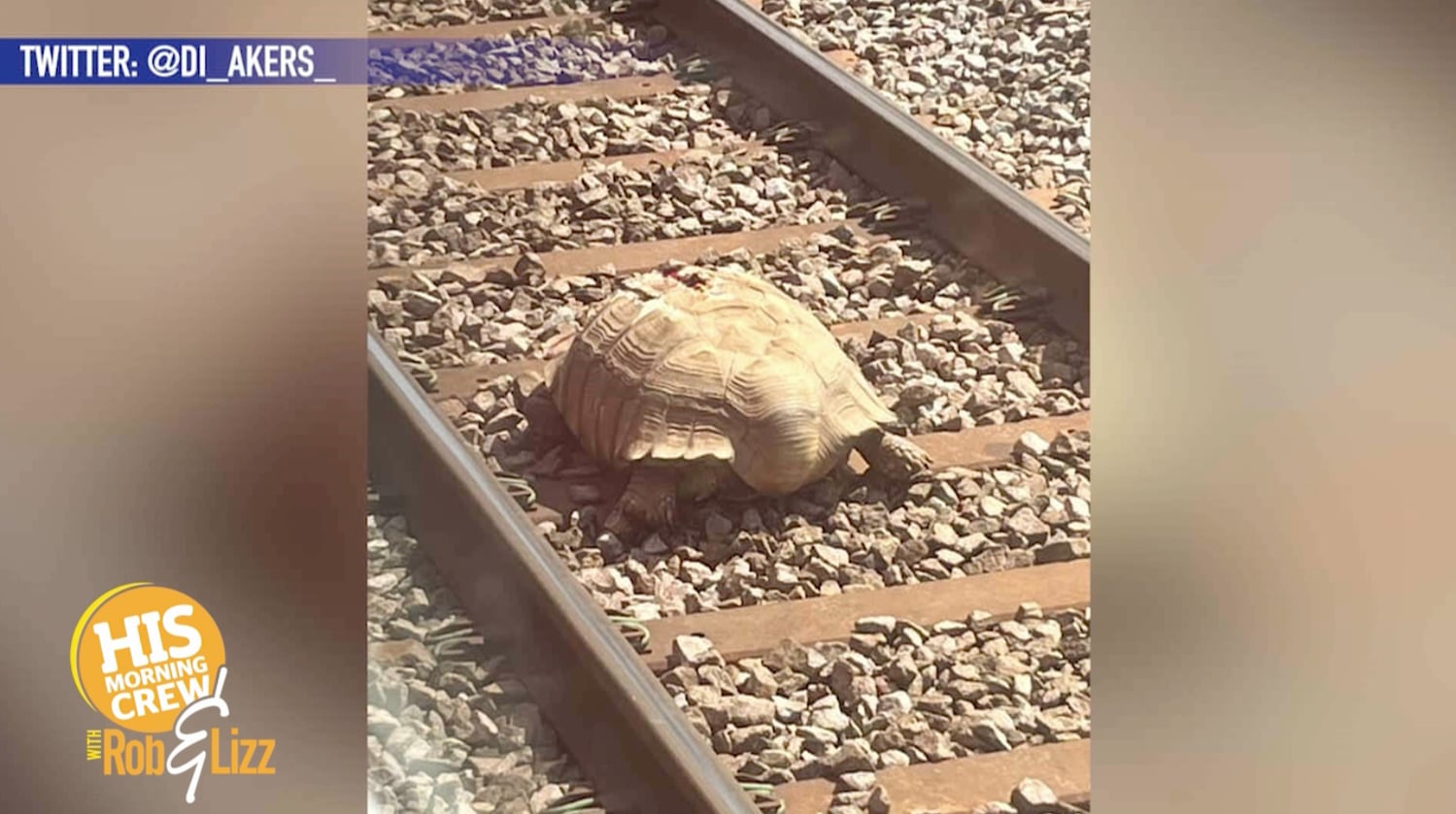 Turtle Train Tracks on Vimeo