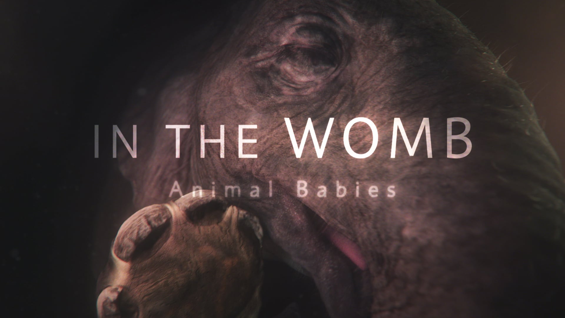 In the Womb Animal Babies Titles on Vimeo