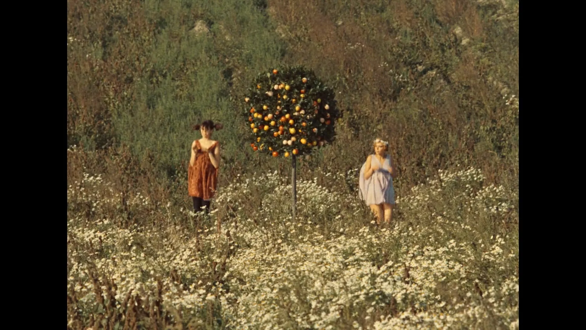 DAISIES - 4K Restoration Trailer