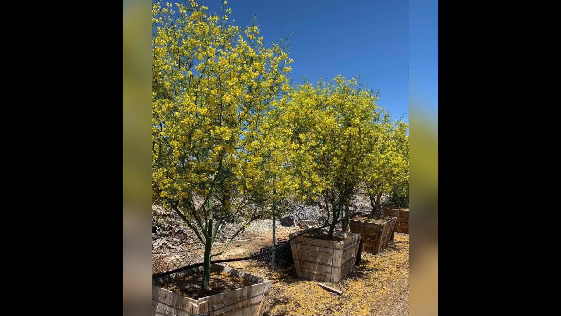 Macias Nursery, Inc. - Wholesale/Retail Nursery, Trees/Shrubs